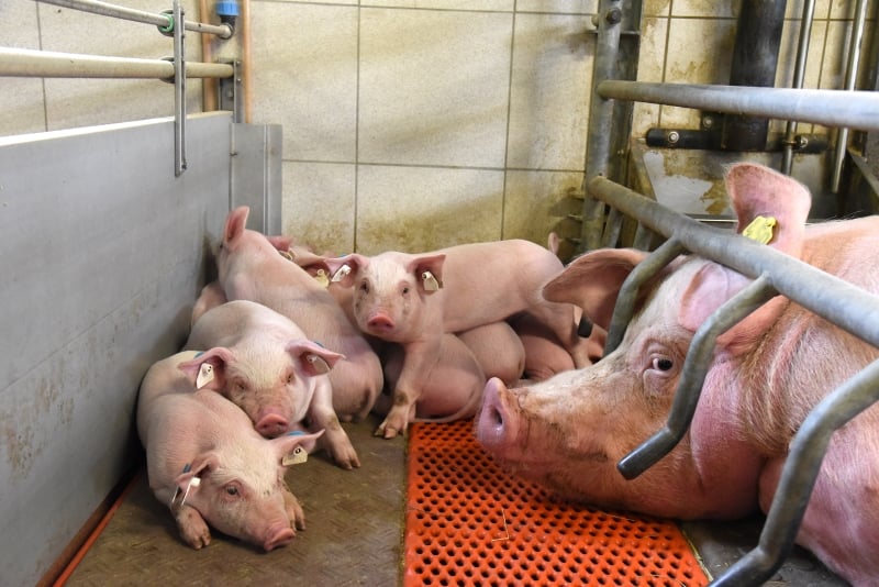 Das 'neue' Gesicht der Influenzaklinik